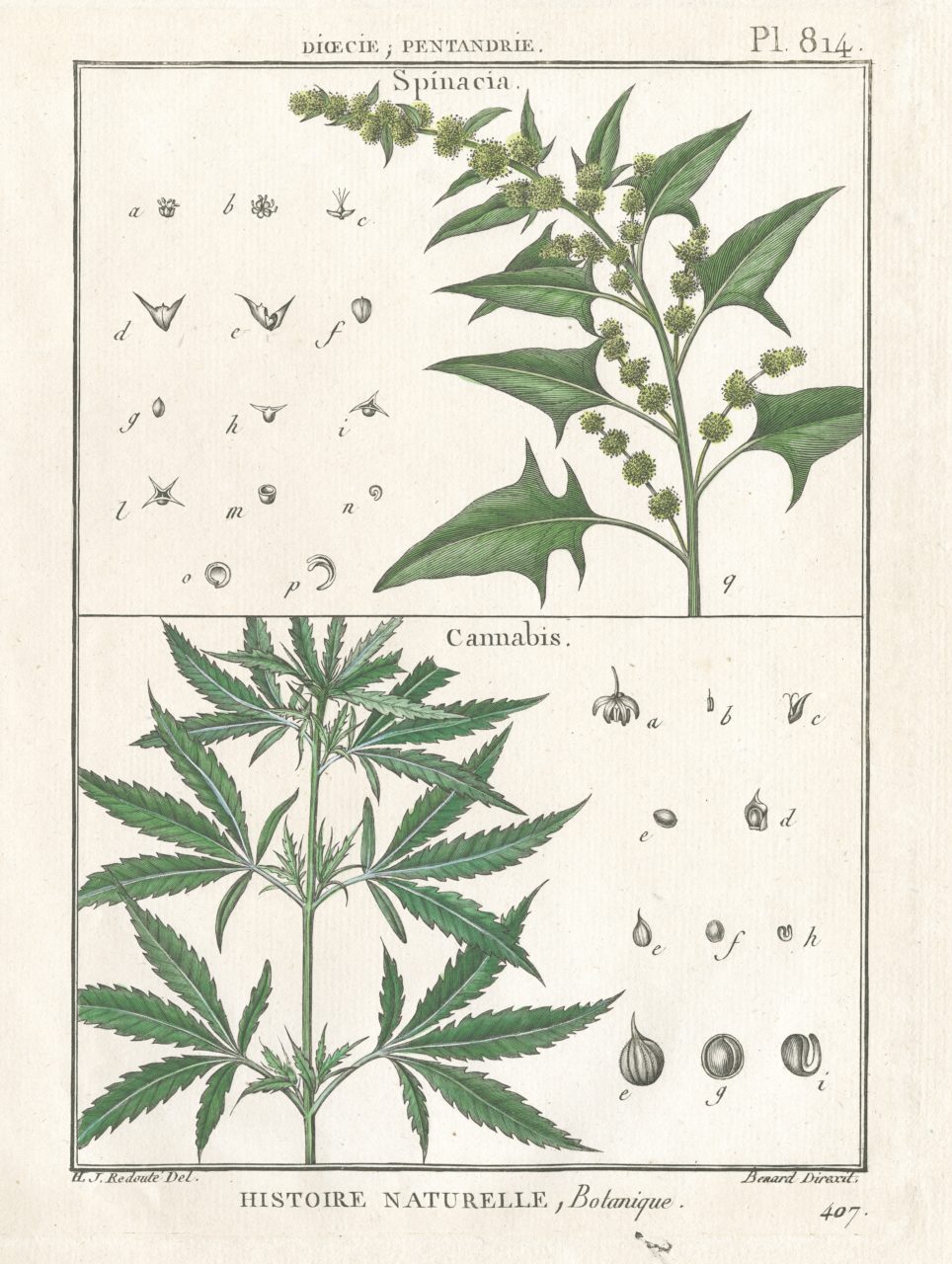 Cannabis Sativa L. Archives - Hash Marihuana & Hemp Museum
